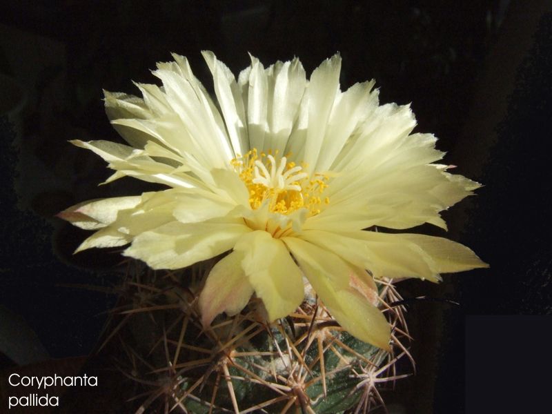 Coryphantha